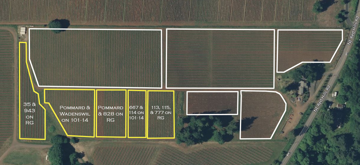 Latchkey - Ken Wright Cellars